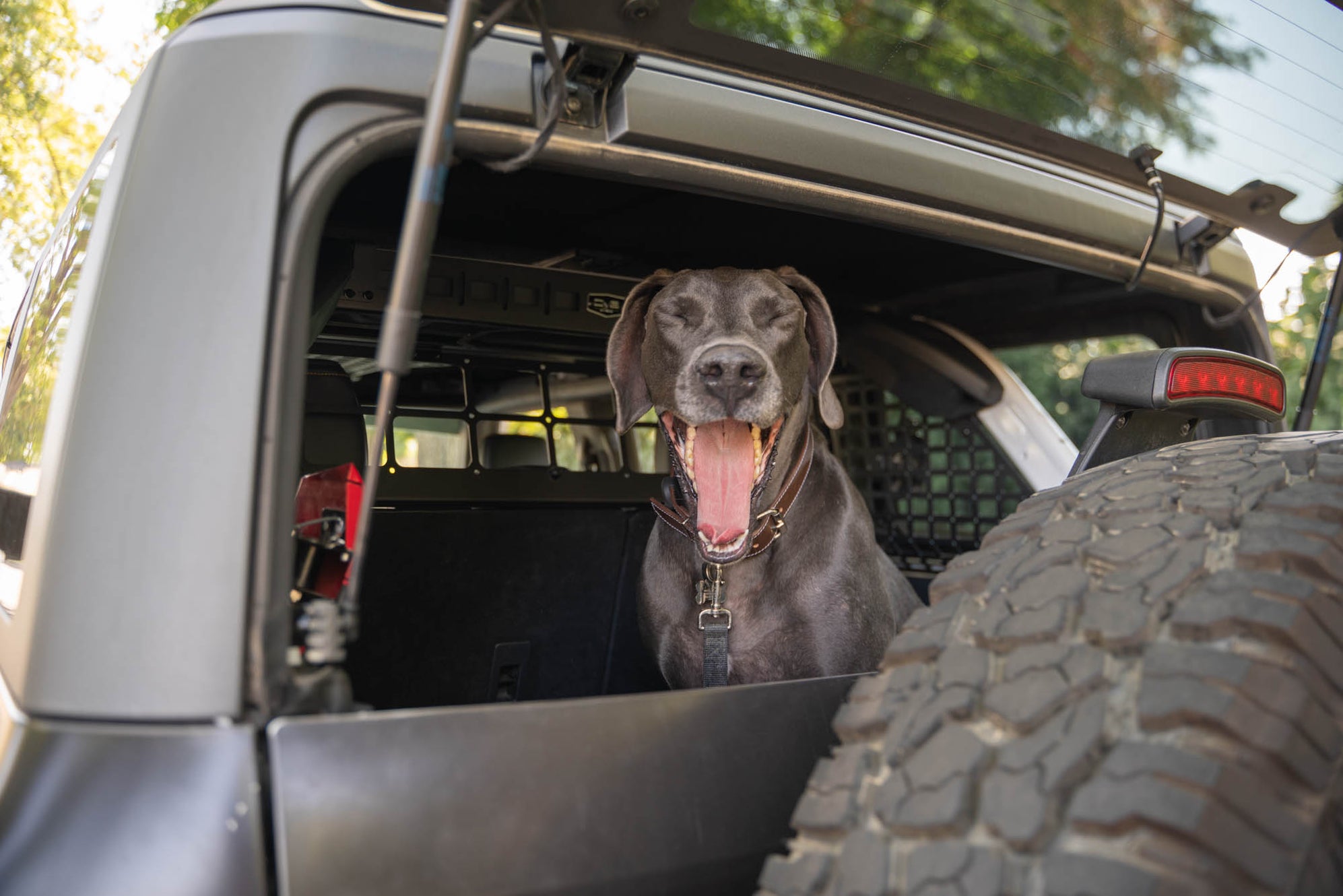6th Gen Bronco Dog Barrier | DV8 Offroad