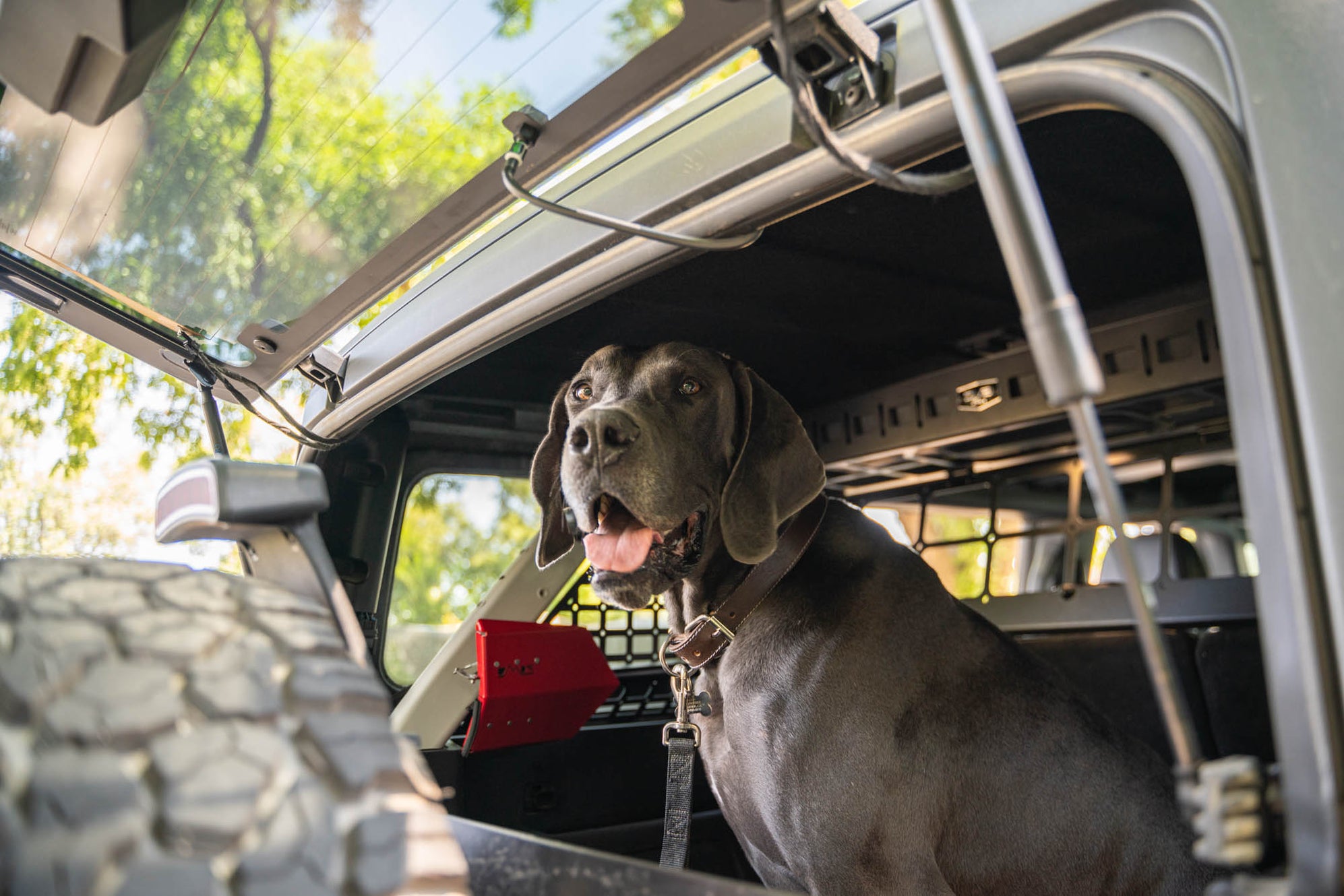 6th Gen Bronco Dog Barrier | DV8 Offroad