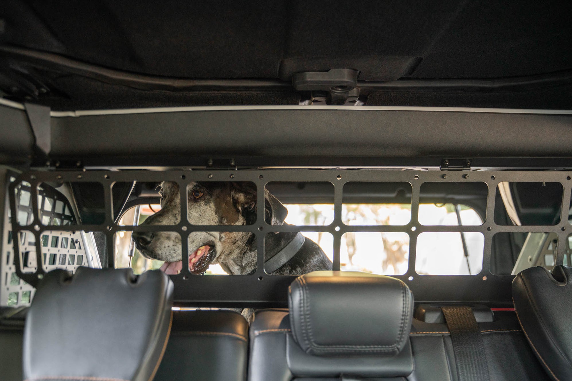 6th Gen Bronco Dog Barrier | DV8 Offroad